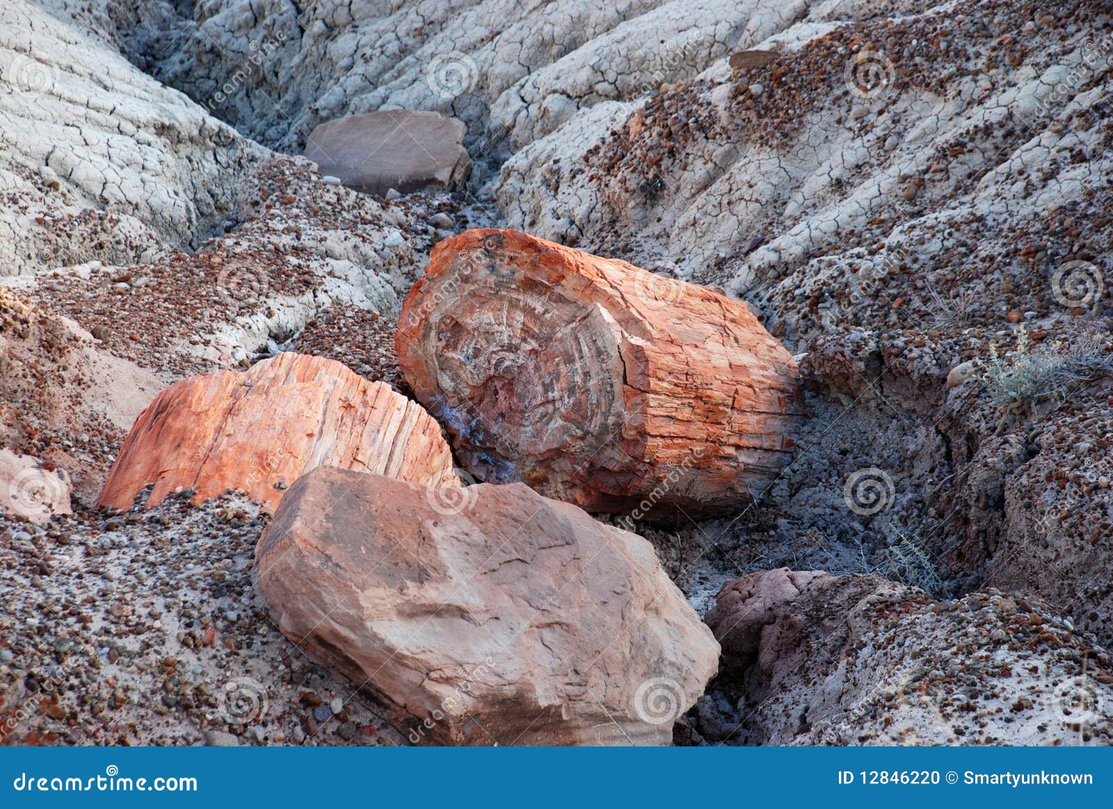 Petrified tree stock photo. Image of painted, america - 12846220