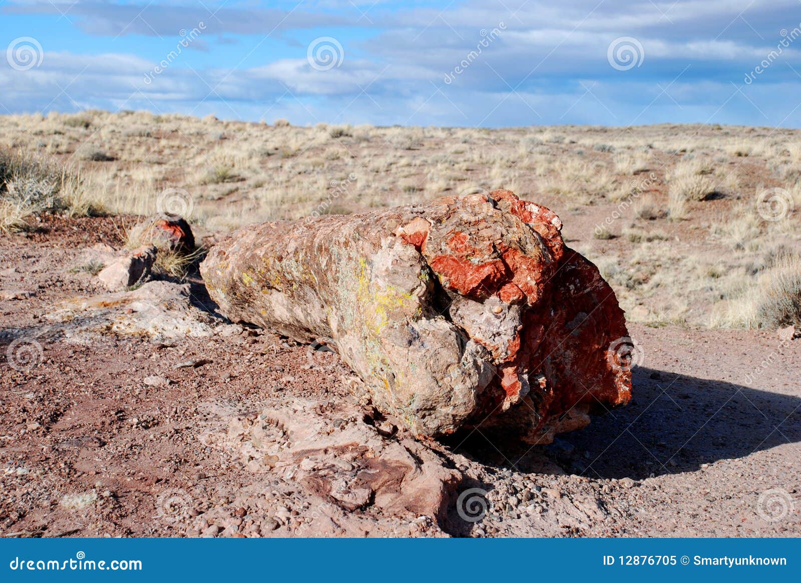 Petrified tree stock image. Image of national, mineral - 12876705