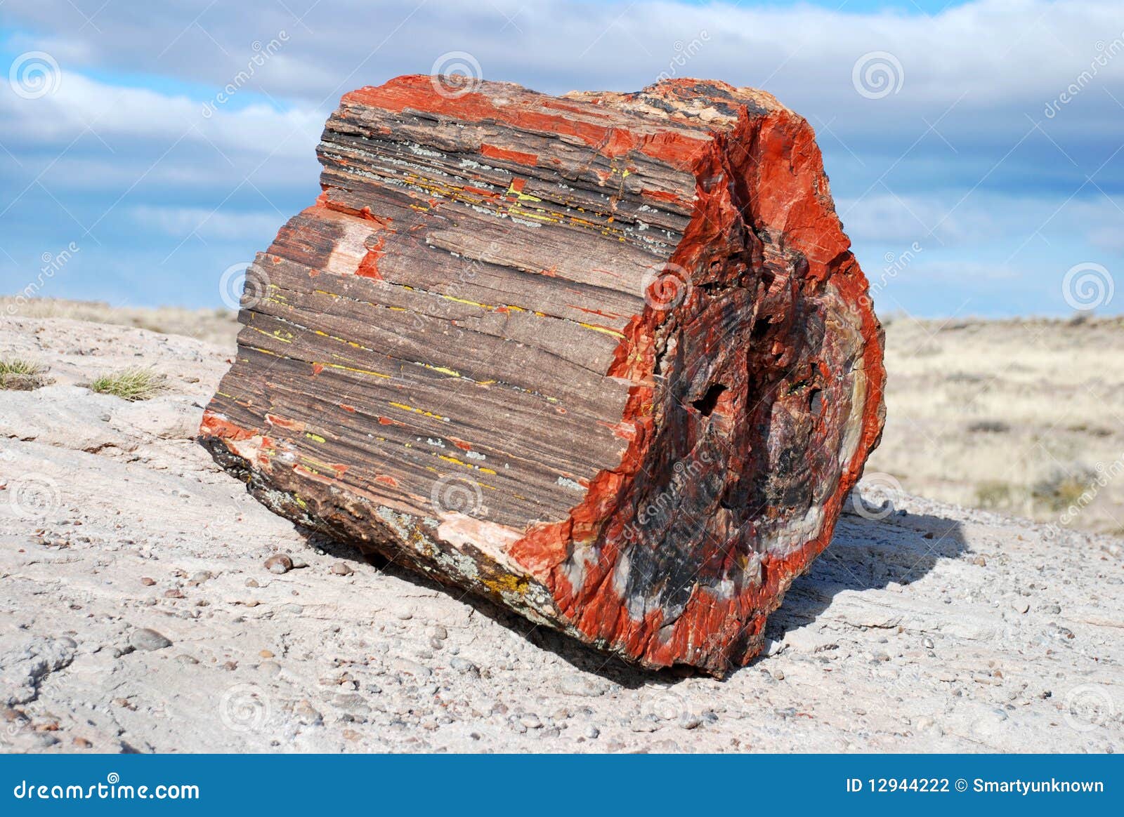 Petrified tree stock photo. Image of park, geology, museum - 12944222