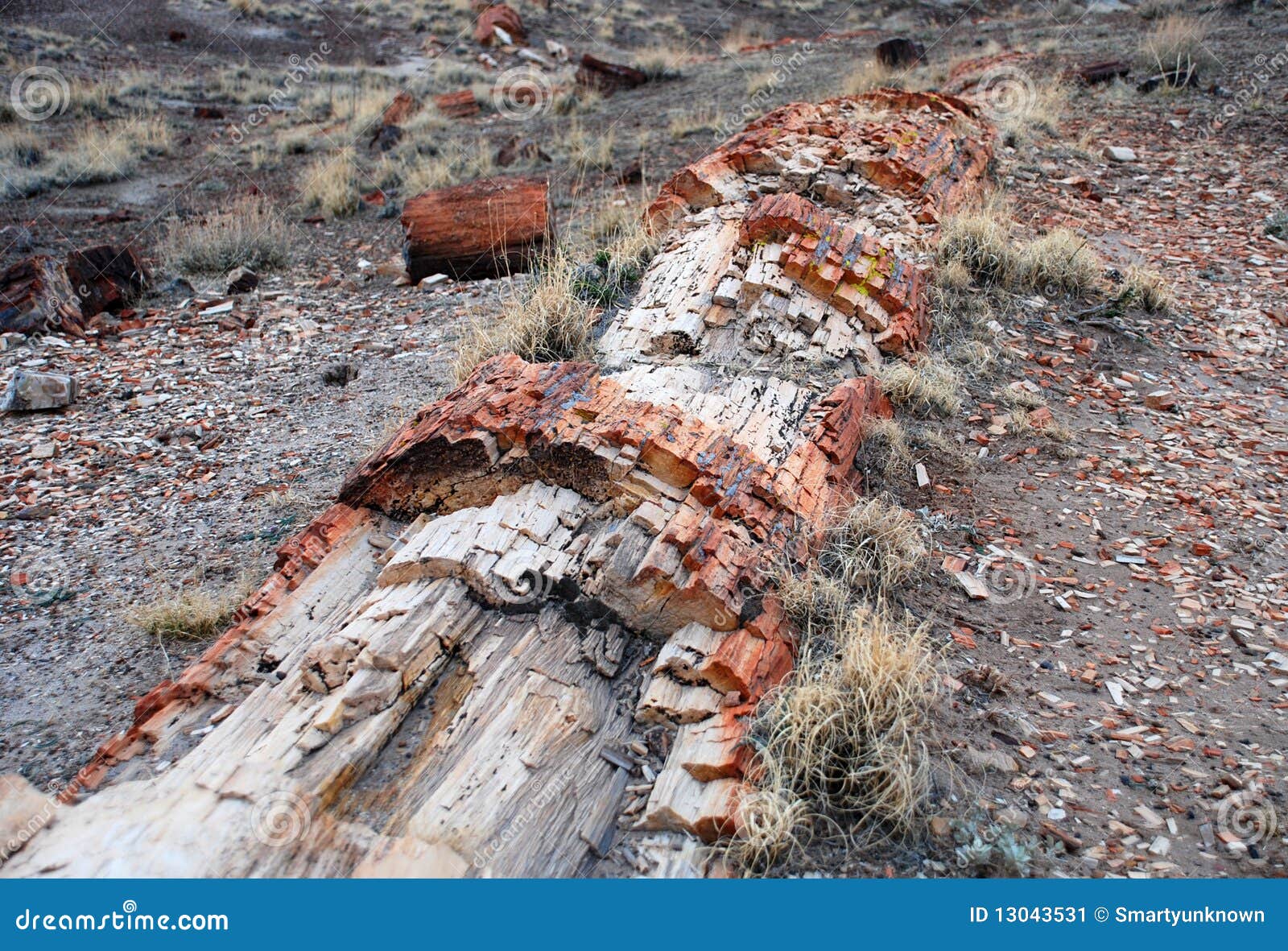 Petrified Tree Stump In The Karoo National Park Royalty-Free Stock ...