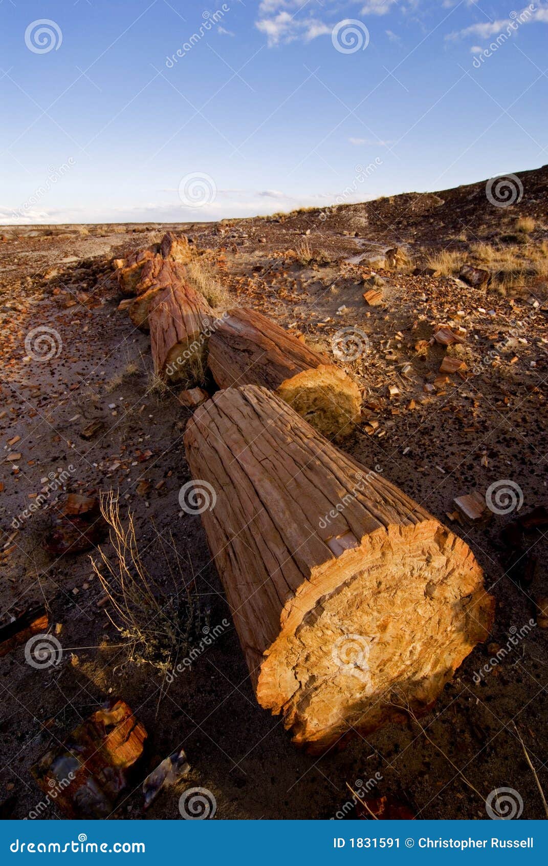 Petrified Tree Stump In The Karoo National Park Royalty-Free Stock ...