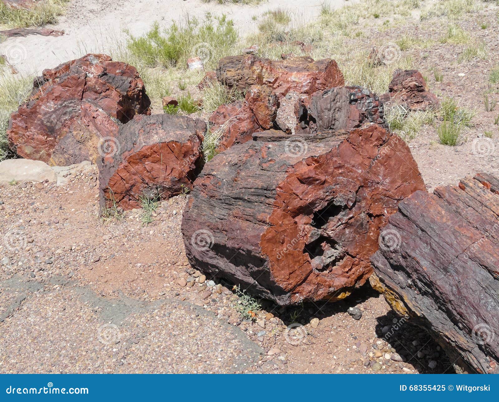 Petrified Tree in Petrified Forest National Park Stock Image - Image of ...