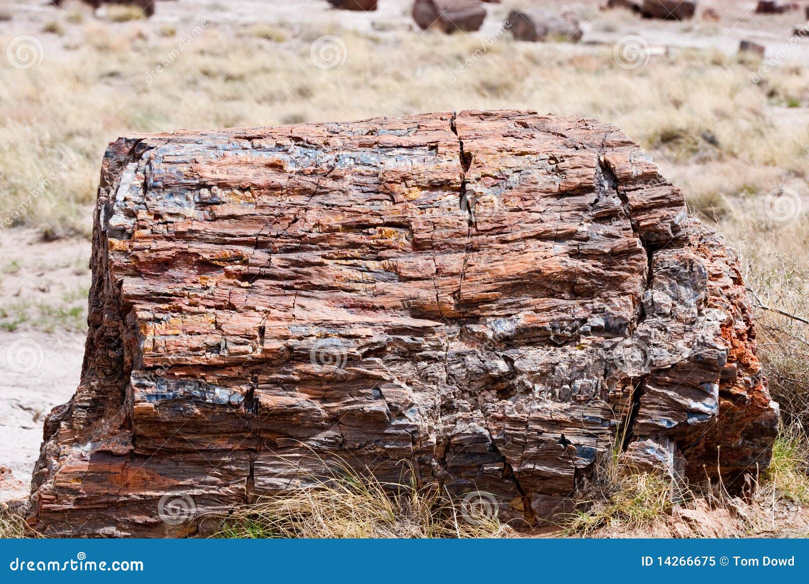 Petrified tree stump stock image. Image of forest, geology - 14266675