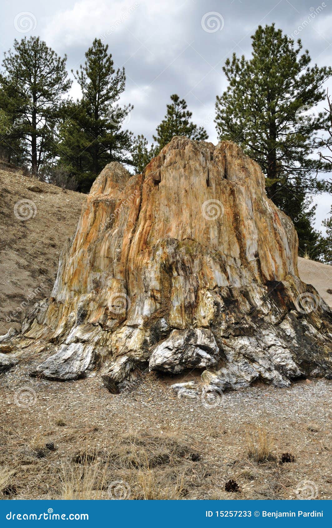 Petrified Tree Stump stock image. Image of prehistory - 15257233
