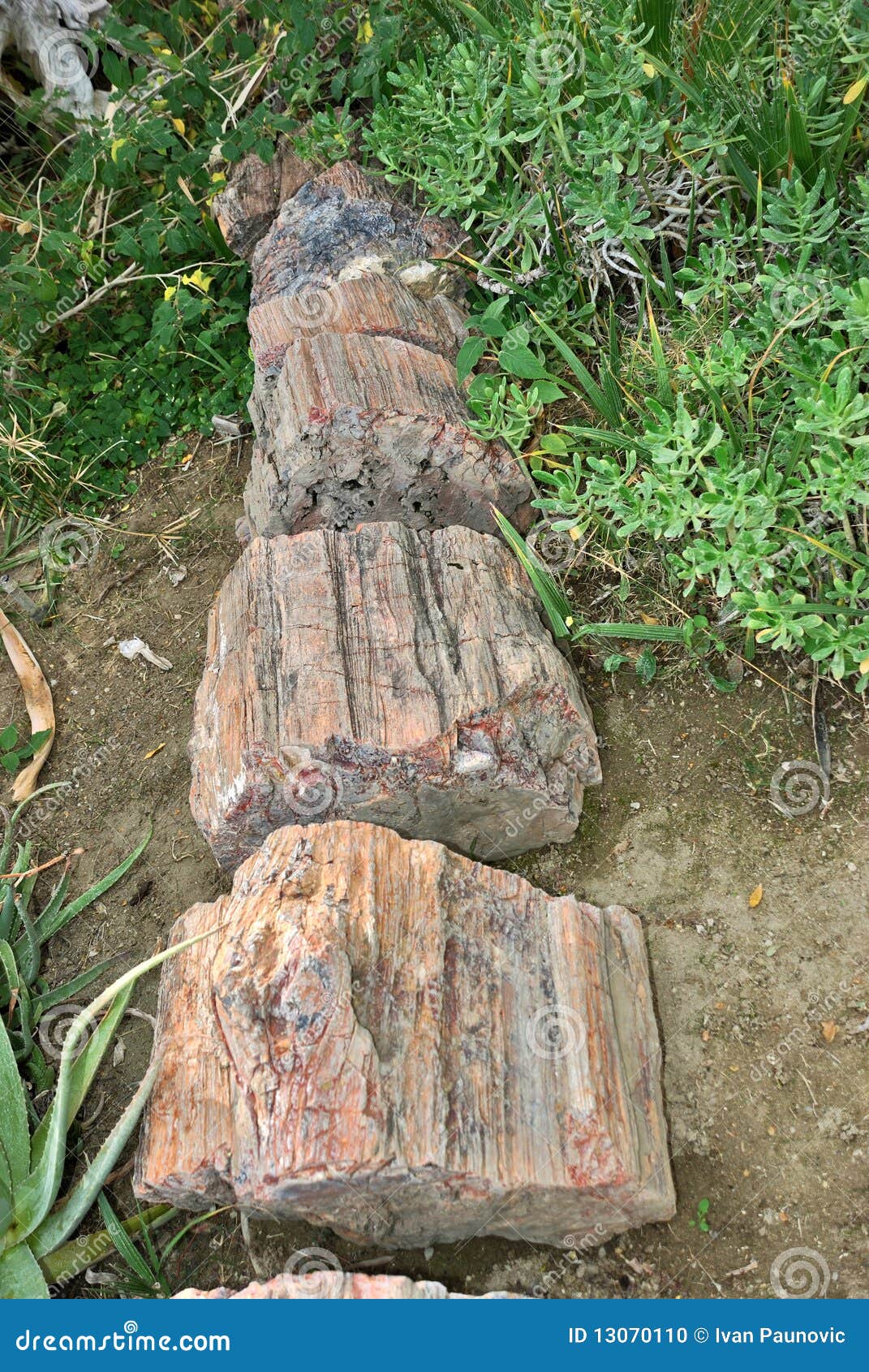 Petrified tree trunk stock photo. Image of mineral, stone - 13070110