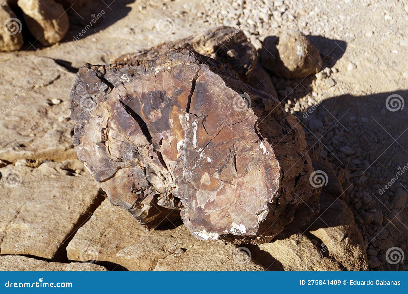 Petrified Tree Trunk, Outjo, Namibia Stock Image - Image of adventure ...