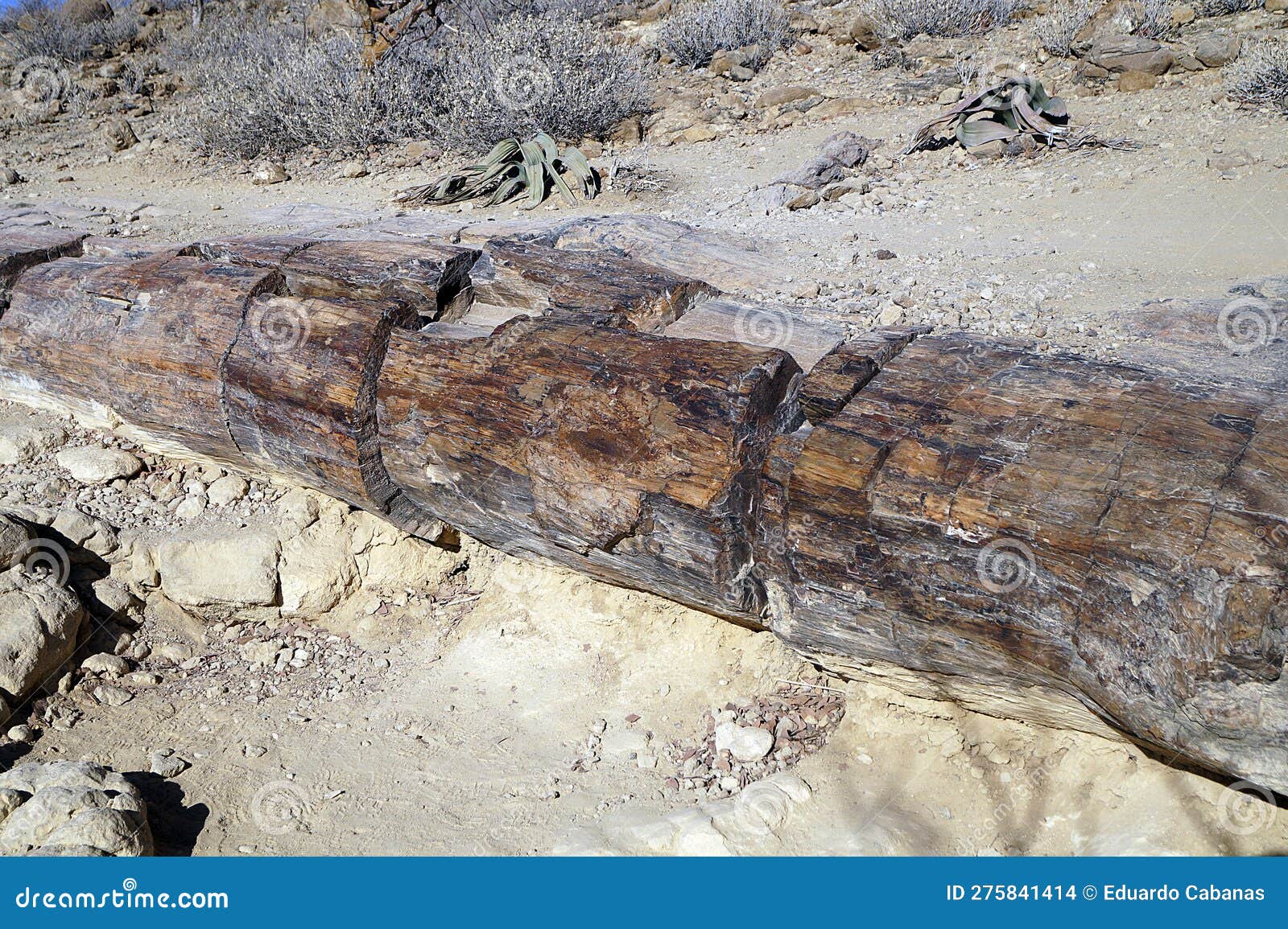 Petrified Tree Trunk, Outjo, Namibia Stock Photo - Image of tree ...