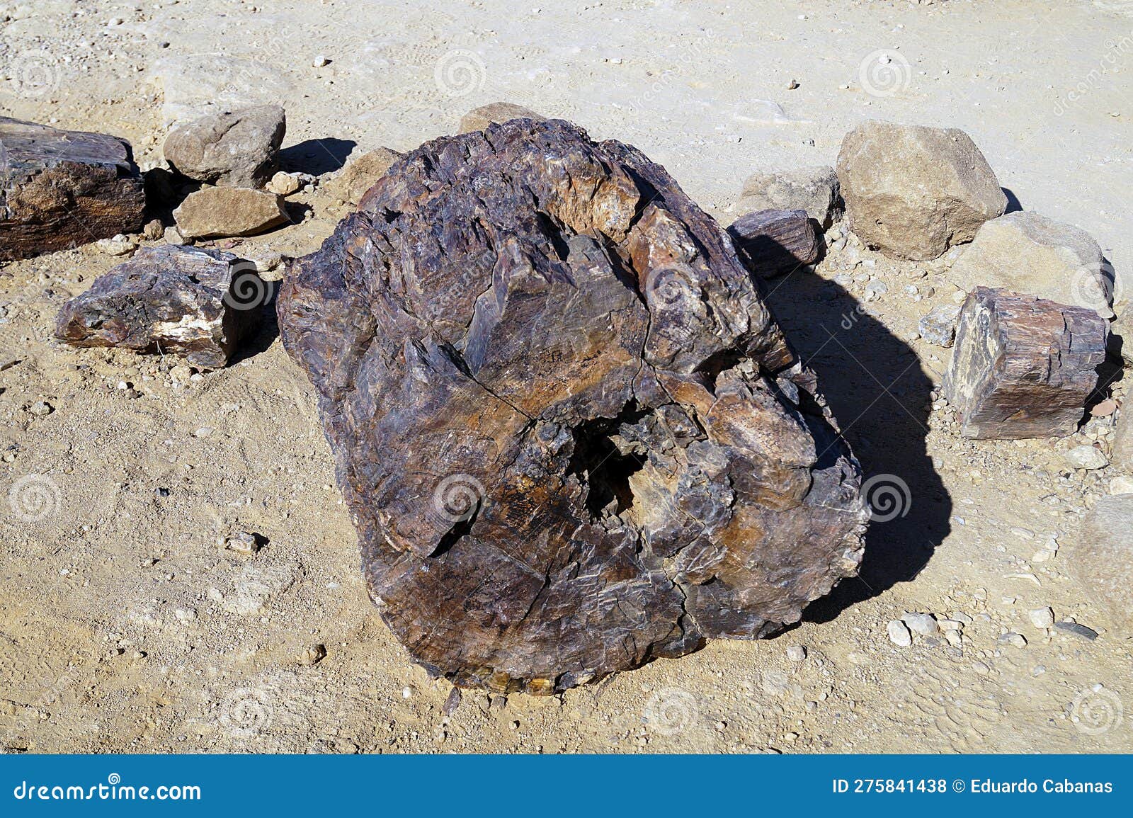 Petrified Tree Trunk, Outjo, Namibia Stock Photo - Image of khorixas ...
