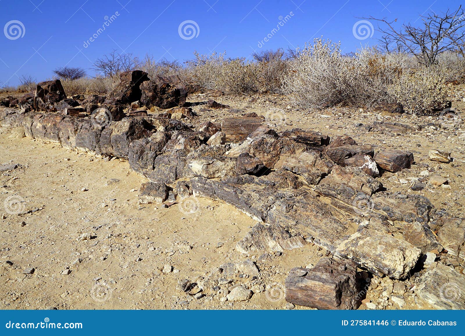Petrified Tree Trunk, Outjo, Namibia Stock Photo - Image of ancient ...
