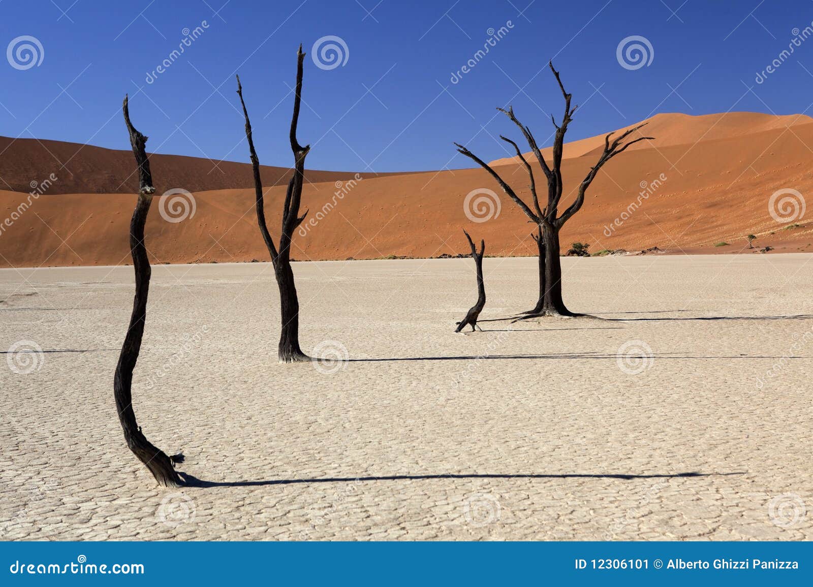 Petrified Trees in the Desert Stock Image - Image of nature, clear ...
