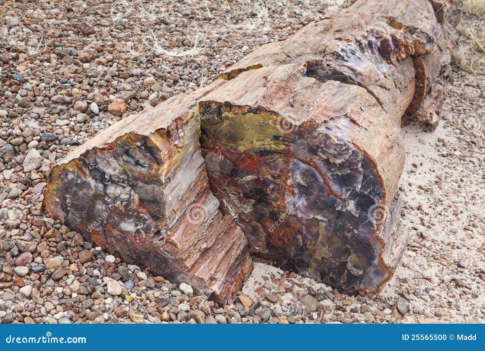 Petrified Wood stock photo. Image of america, park, arizona - 25565500