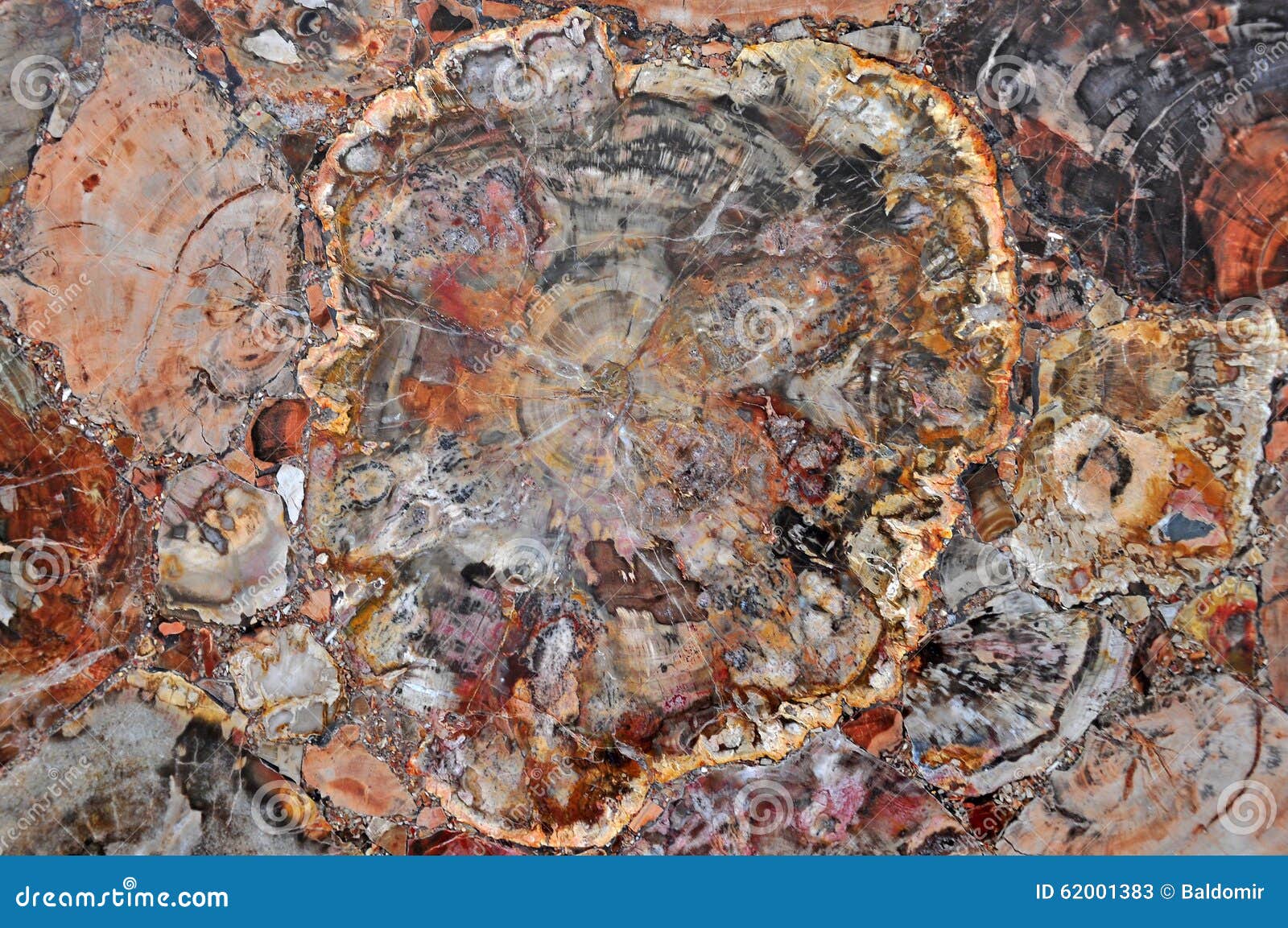 Petrified wood agglomerate stock image. Image of agglomerate - 62001383