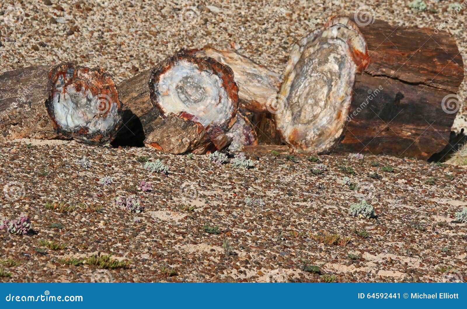 Petrified Wood stock image. Image of fossilized, logs - 64592441