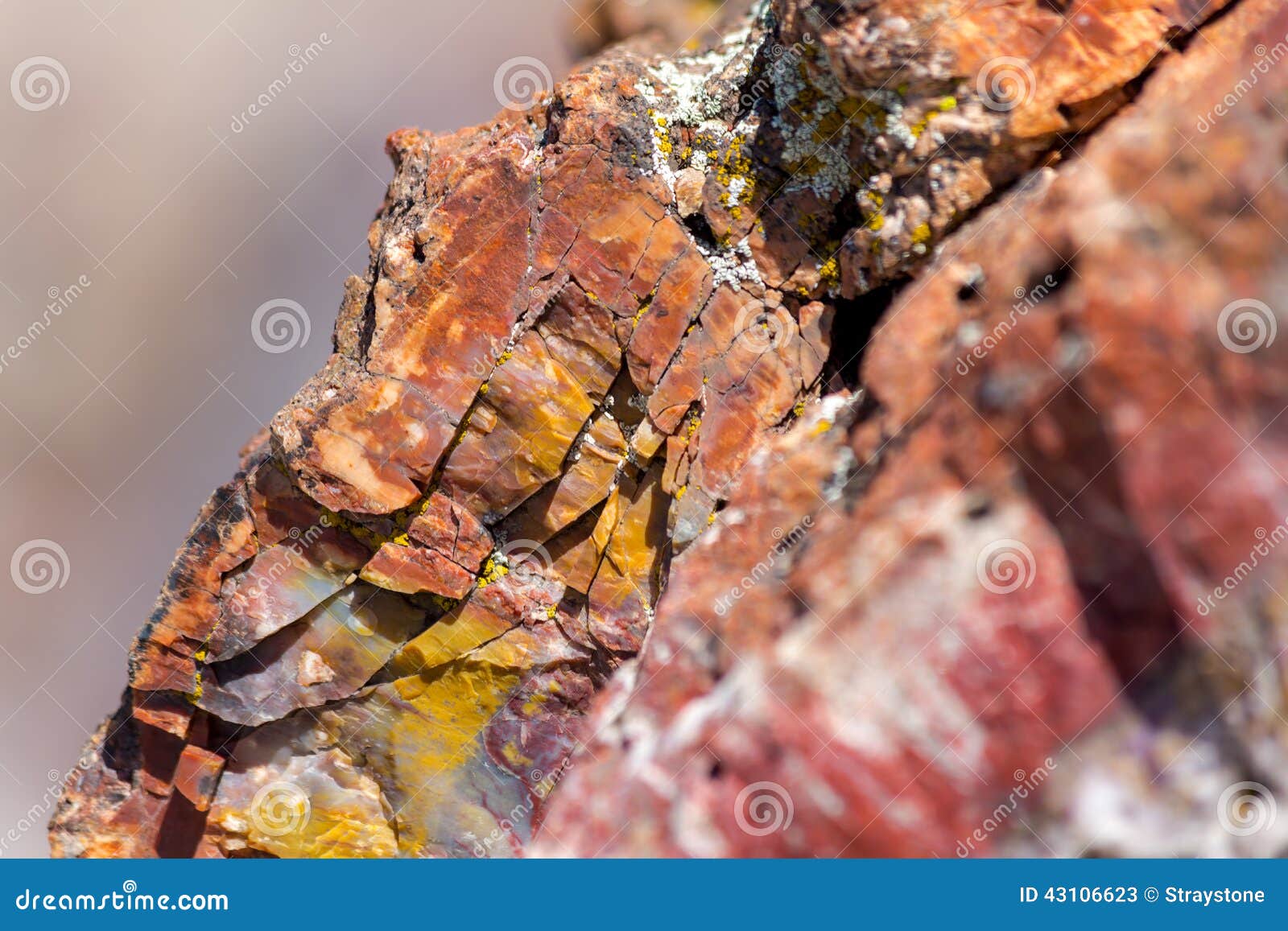 Petrified wood stock image. Image of nature, bark, minerals - 43106623