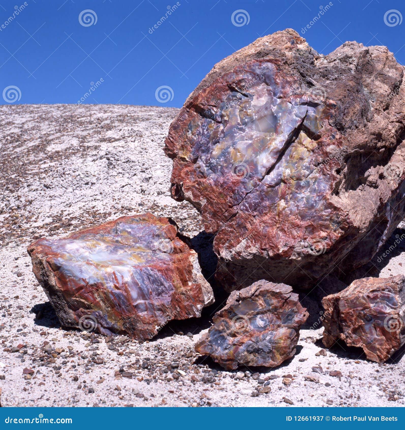 Petrified Wood Fossil stock image. Image of petrified - 12661937