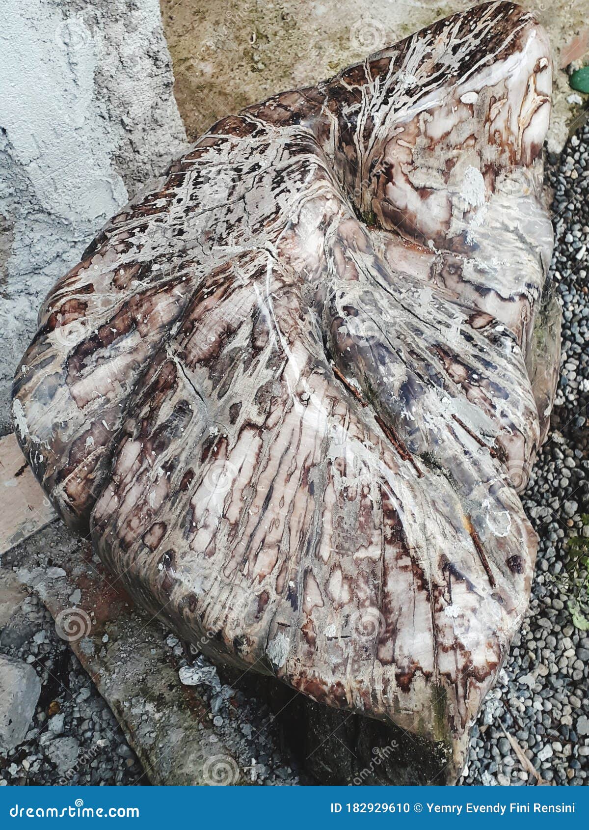 Petrified Wood, Wood that Has Been Turned into Stone Stock Photo ...