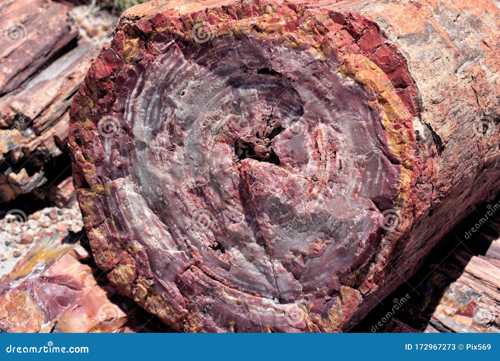 The Remnants of a Petrified Tree Laying on the Ground. Stock Image ...