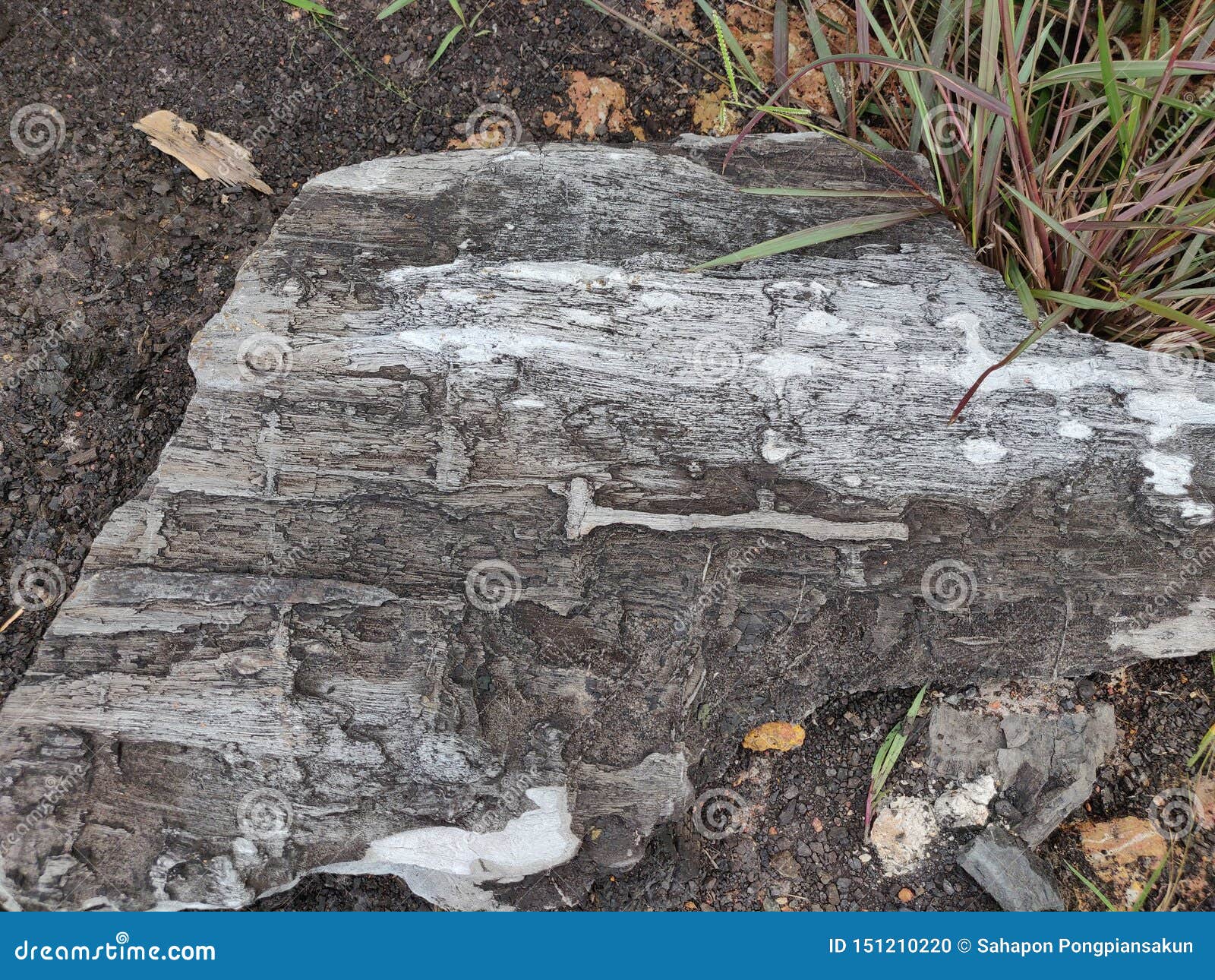 Petrified Wood, Tree Fossil, Stone Stock Photo - Image of dioxide ...