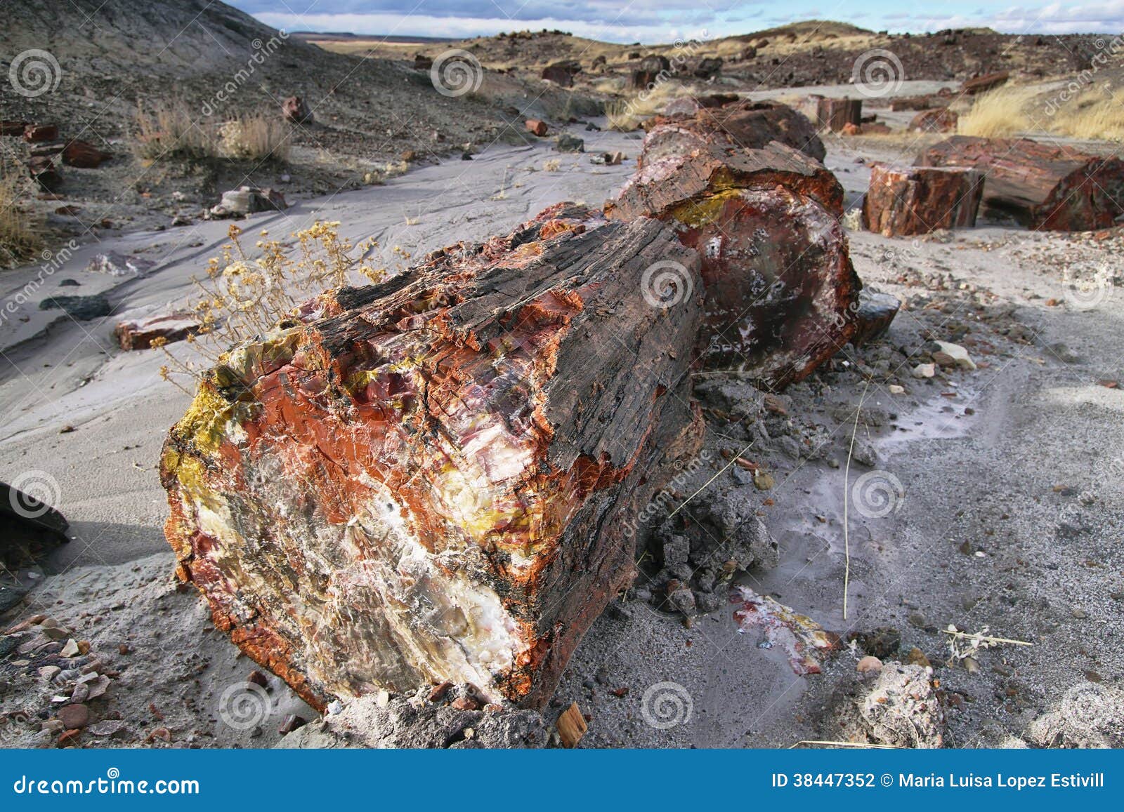 Petrified Wood of Triassic Period in Petrified Forest Stock Photo ...