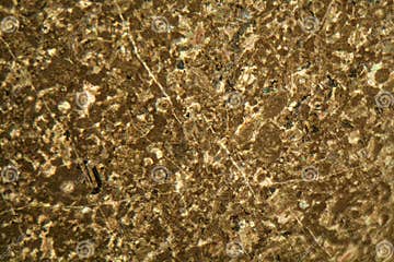 Thin Section of Limestone Under the Microscope Stock Photo - Image of ...