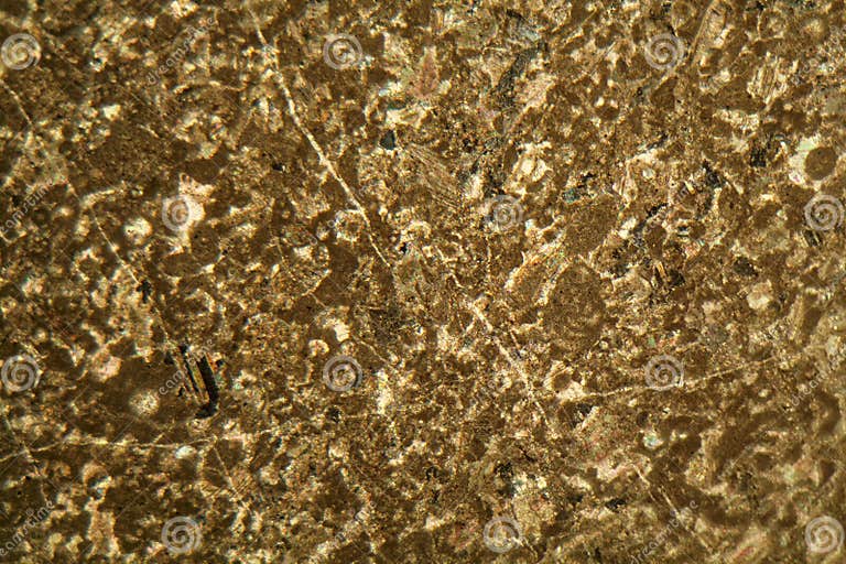 Thin Section of Limestone Under the Microscope Stock Photo - Image of ...