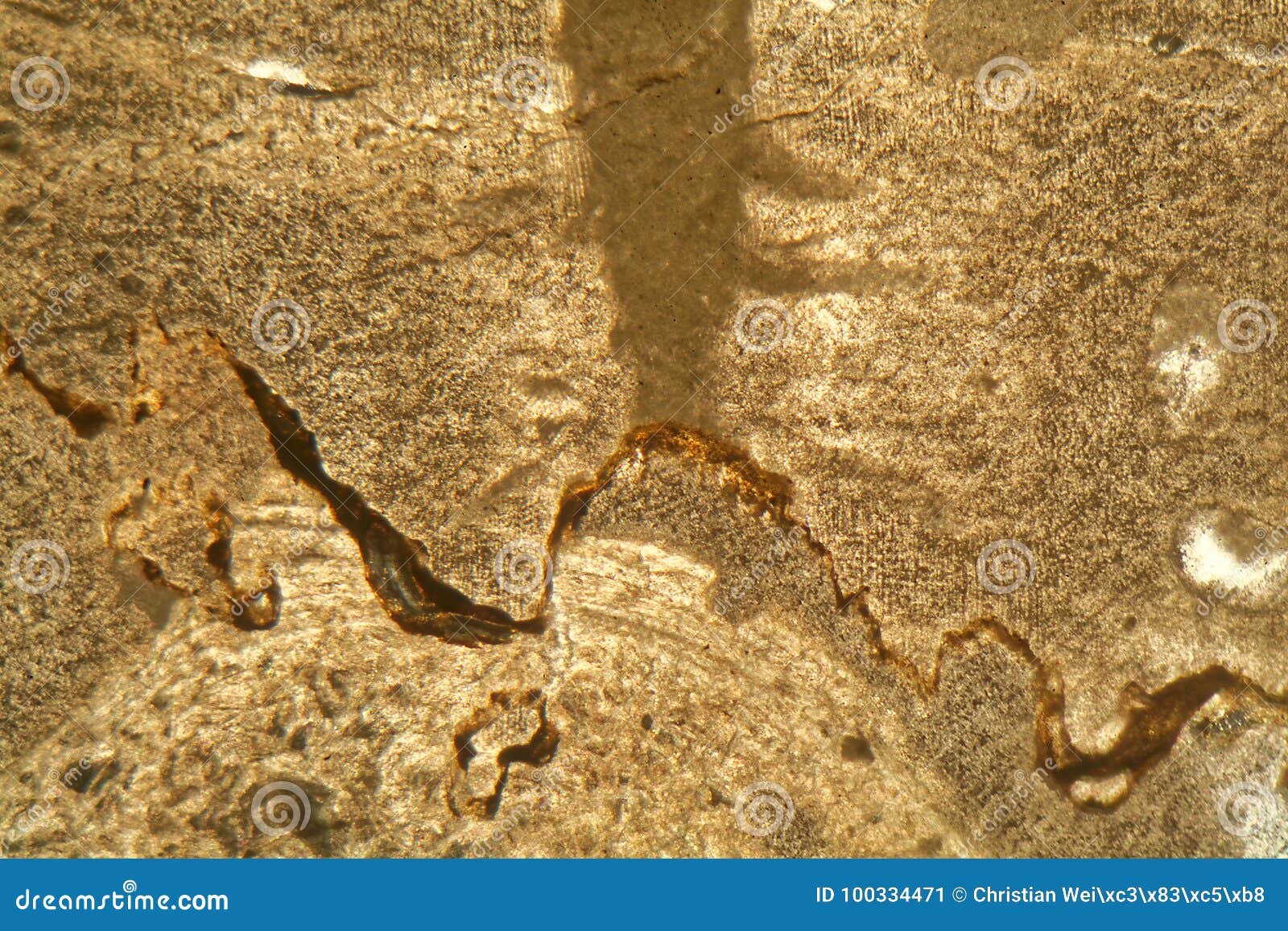 Thin Section of Triassic Carbonate Under the Microscope Stock Image ...