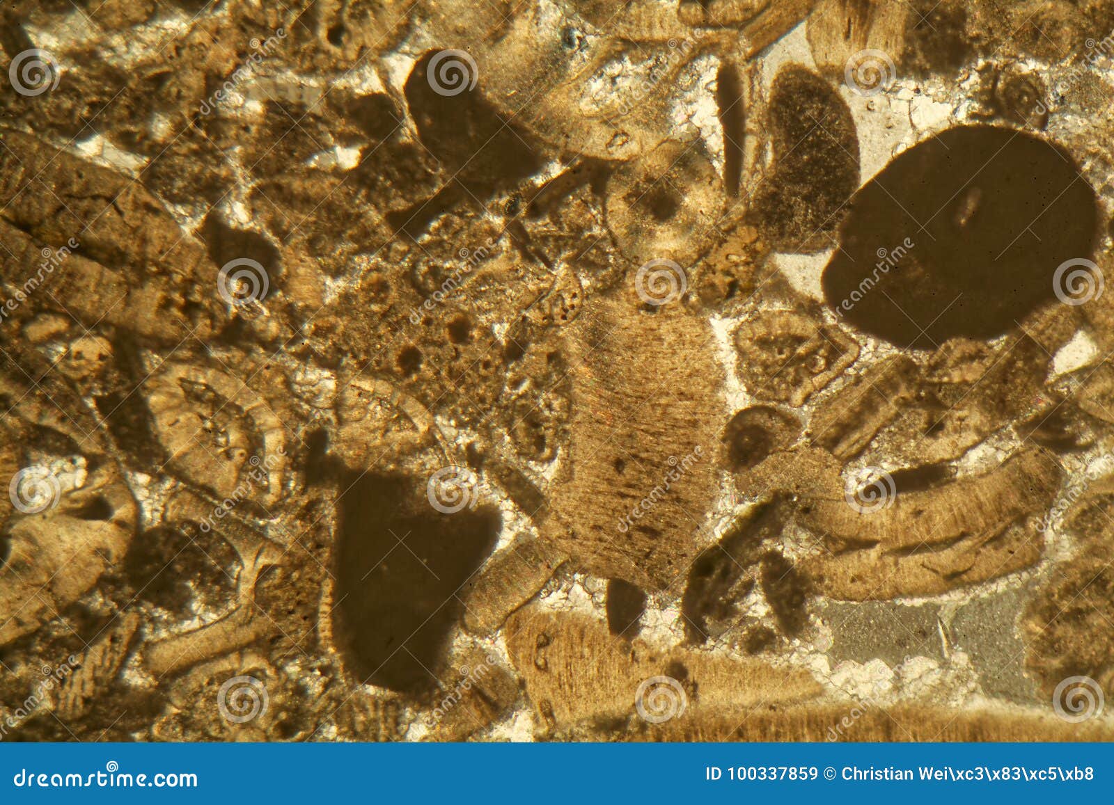 Thin Section of Miocene Limestone Under the Microscope Stock Image ...