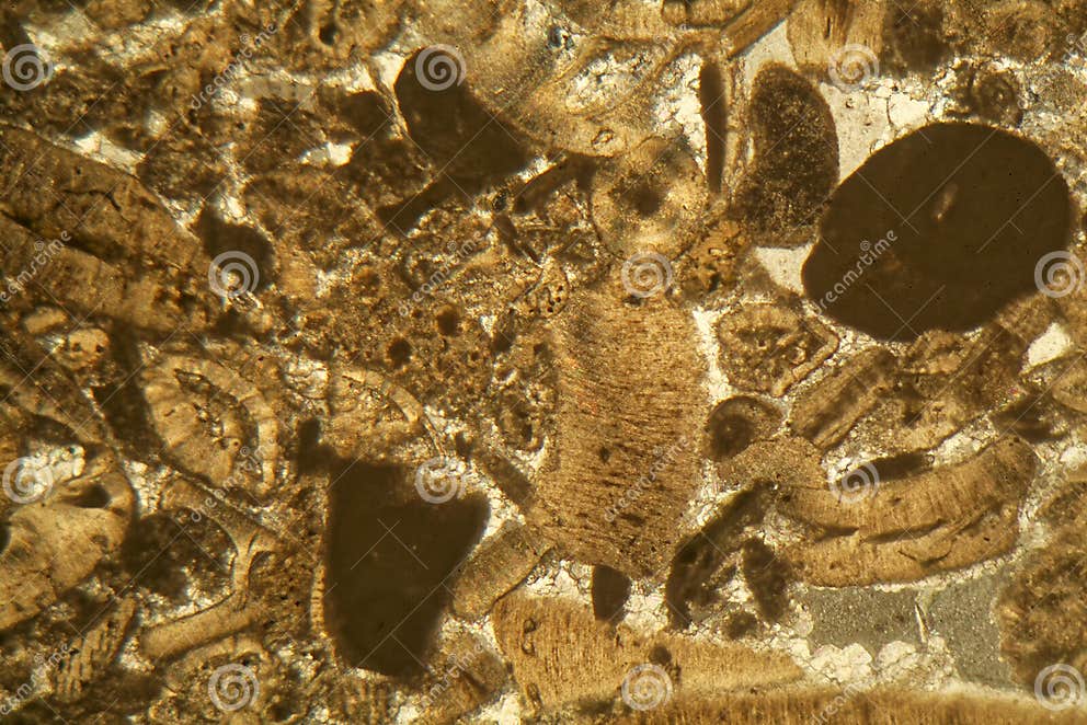 Thin Section of Miocene Limestone Under the Microscope Stock Image ...