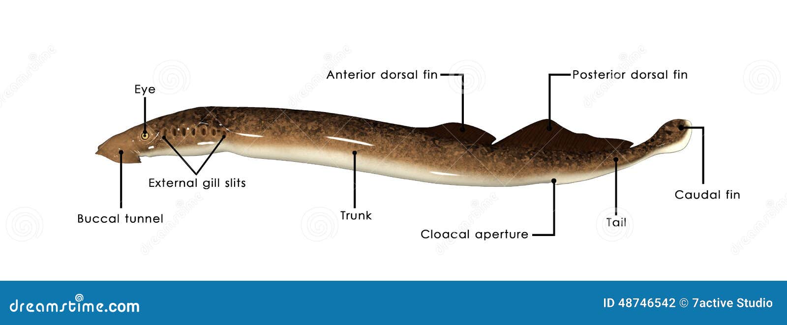 Petromyzon stock illustratie. Illustration of zwart, groen - 48746542