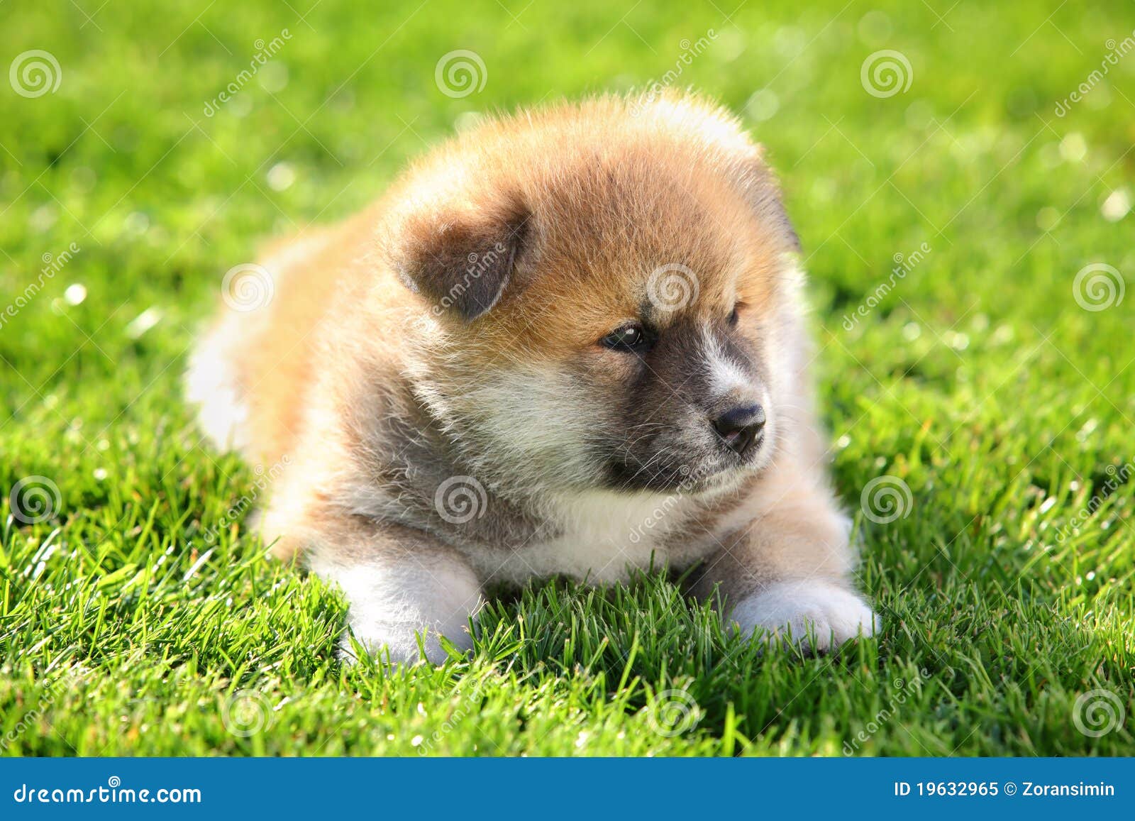 Pets stock image. Image of young, outside, animal, lieing - 19632965