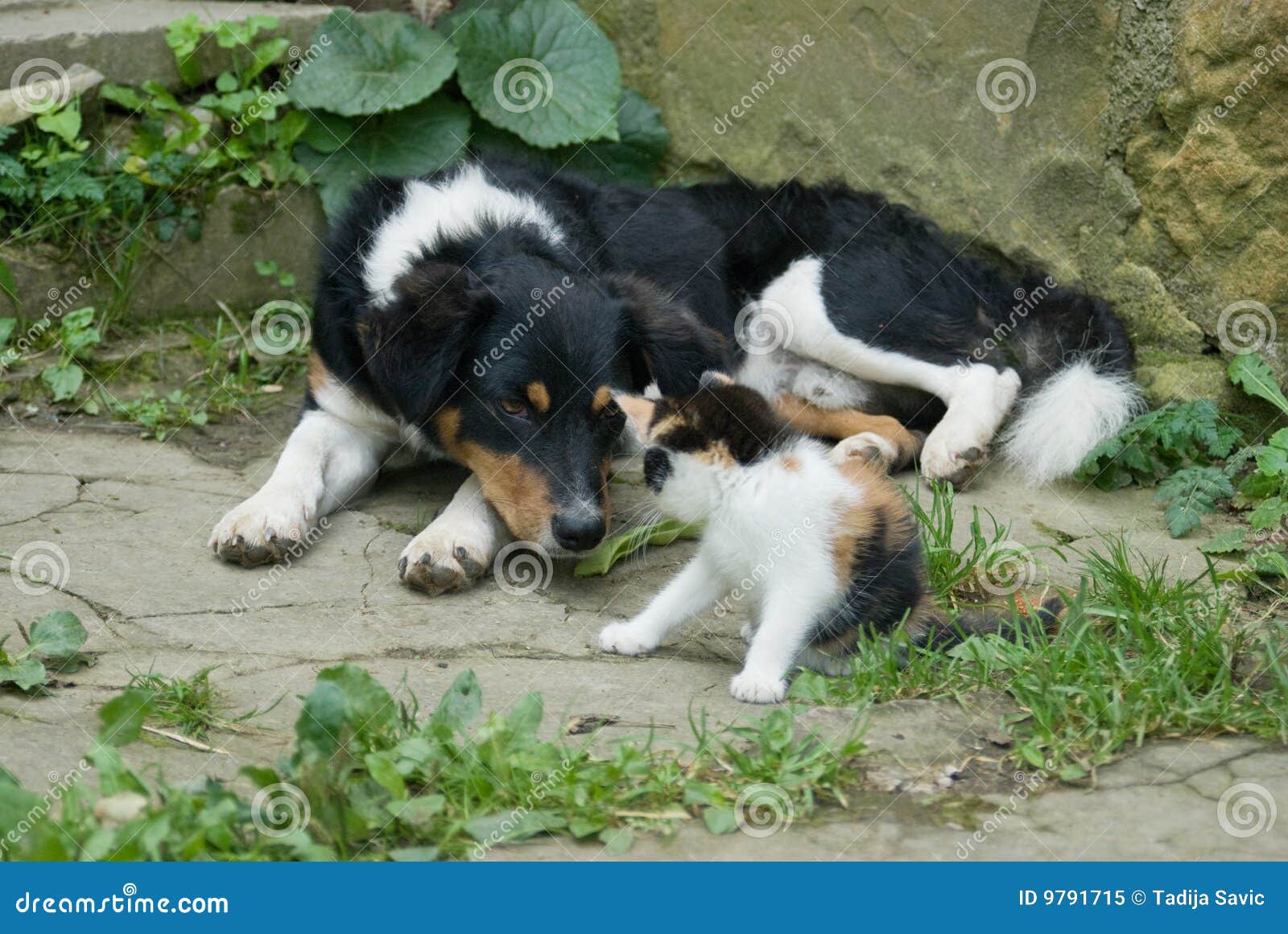 Pets stock image. Image of farm, pets, together, nature - 9791715