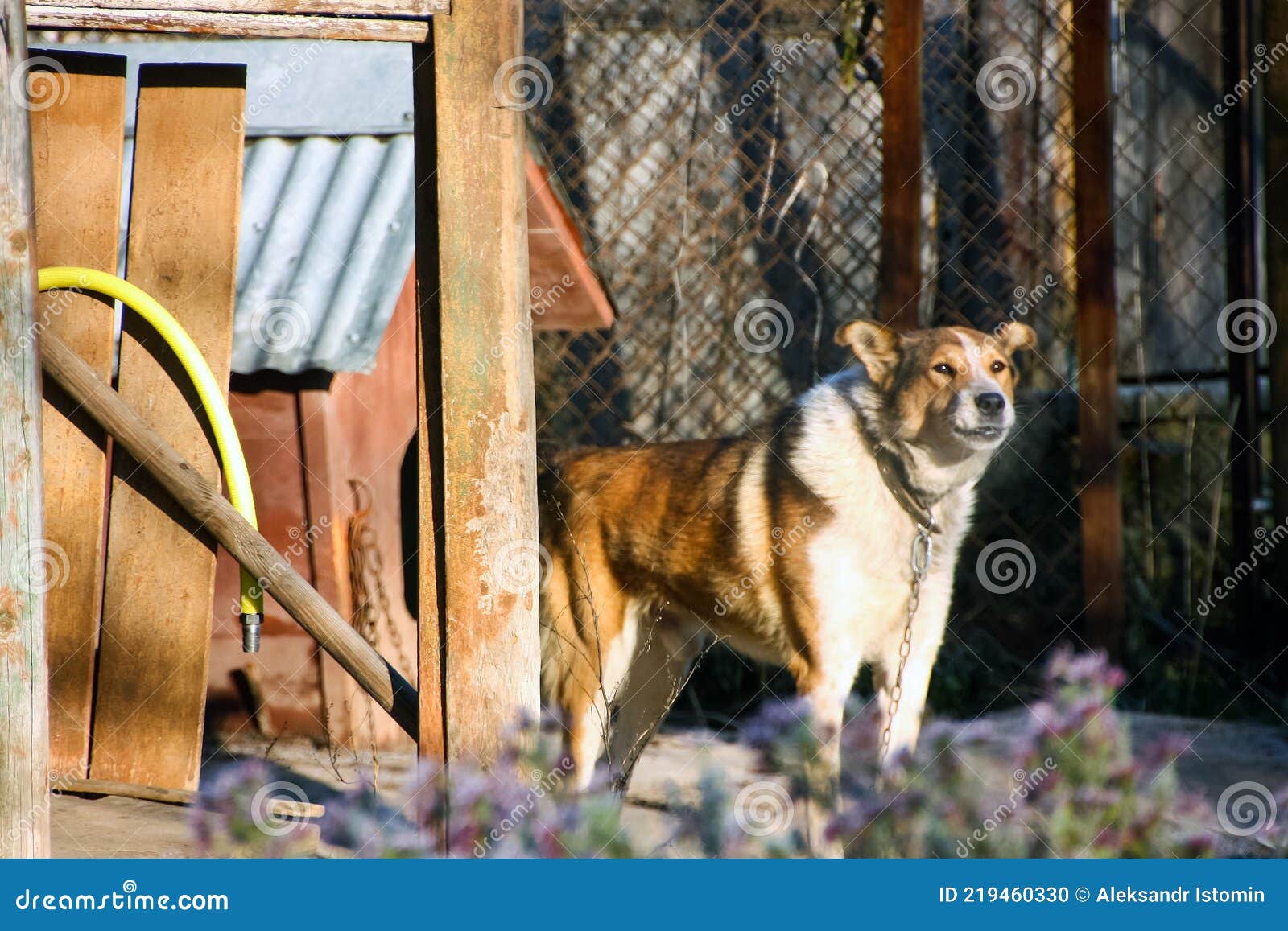 Pets of All People. Loyal Friend and Good Security Guard Stock Photo ...