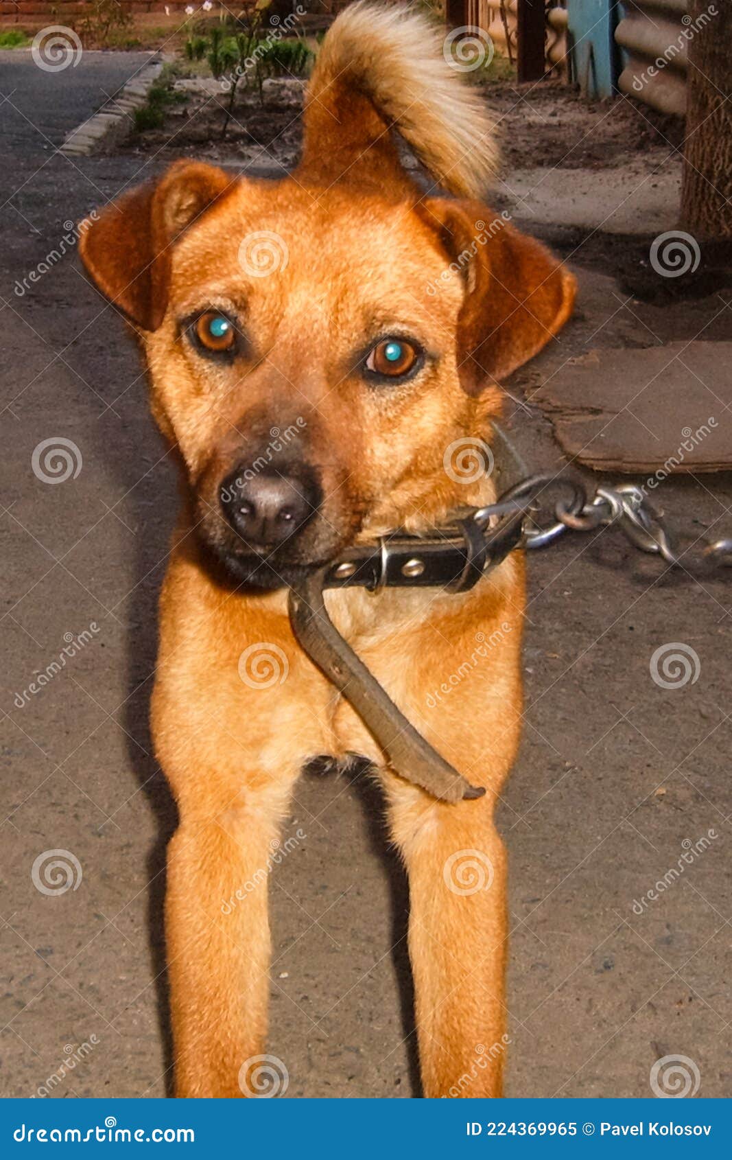 Pets of All People. Loyal Friend and Good Security Guard Stock Image ...