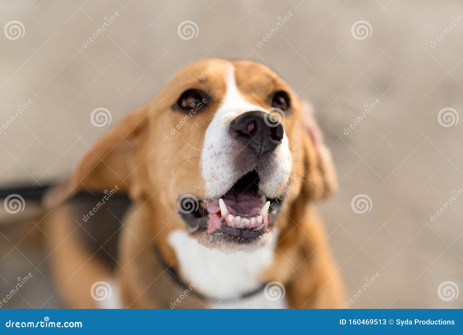 Close up of beagle dog stock image. Image of animal - 160469513