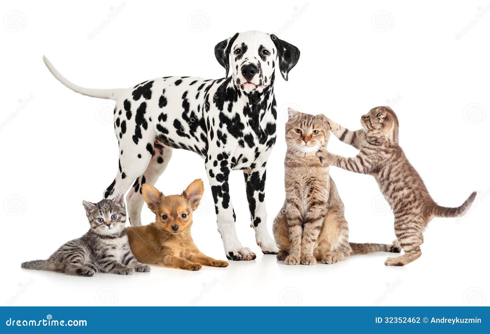 Pets Animals Group Collage for Veterinary or Petshop Stock Photo ...