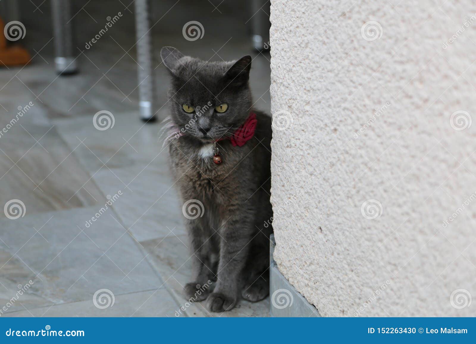The Pets - the Beautiful Grey Cat Angry Stock Photo - Image of hissing ...