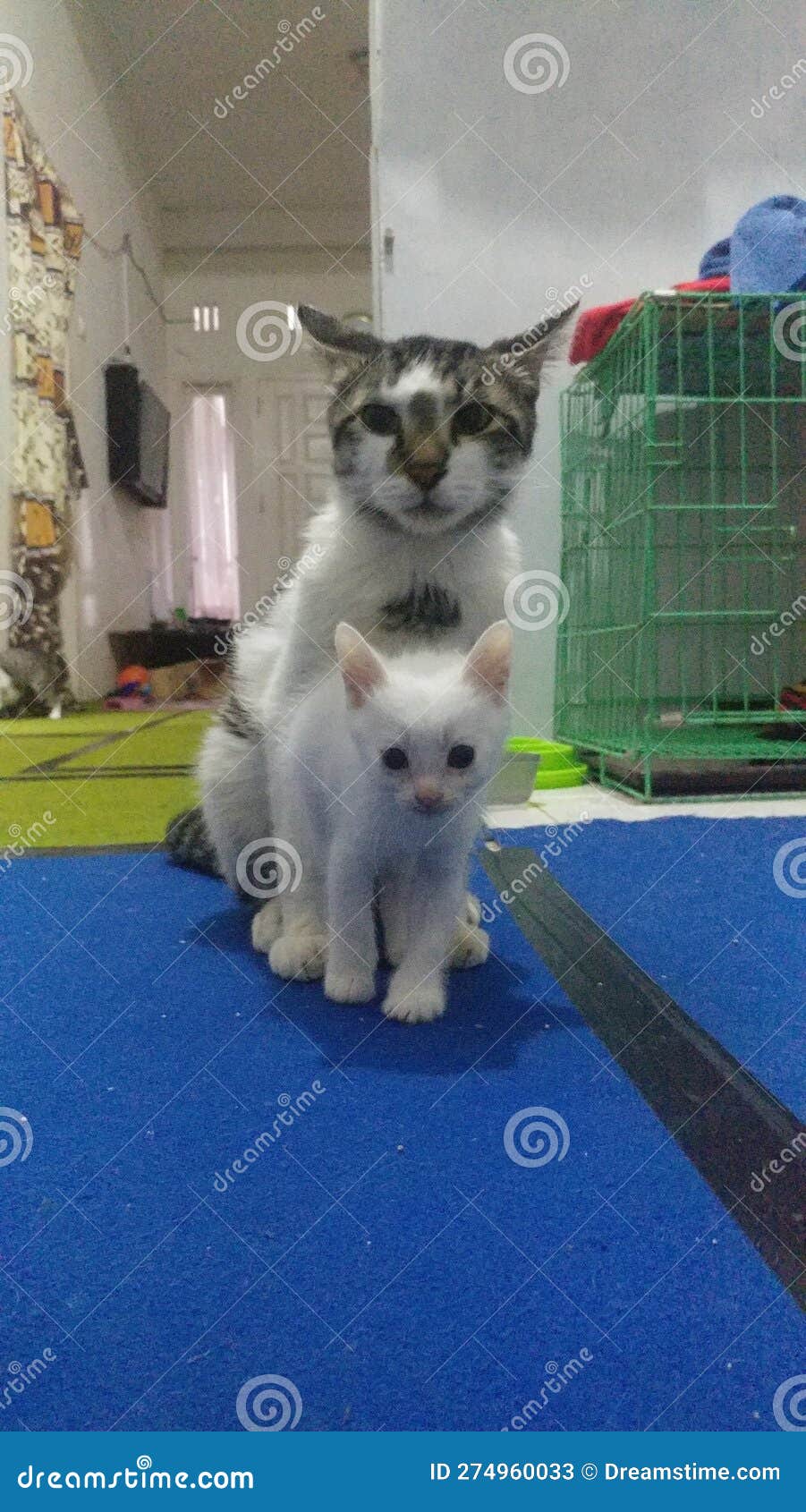 Pets, Cat , Family, Father and Son , Stock Image - Image of father ...