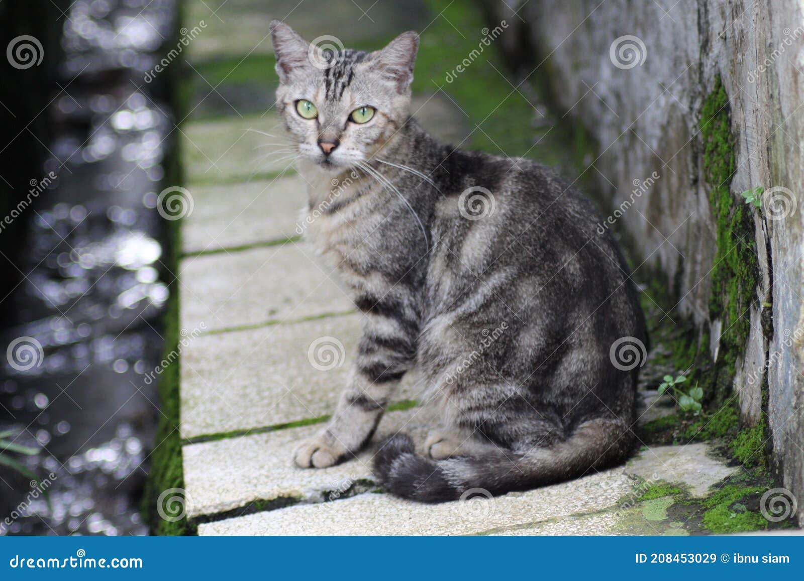 Cat with sharp eyes stock image. Image of mammals, kitten - 208453029