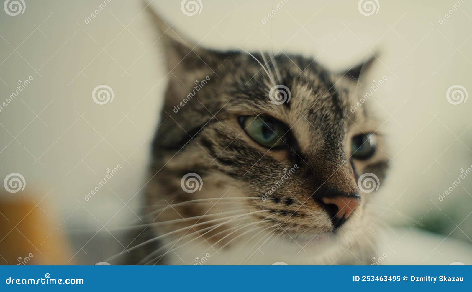 Close-up Portrait of a Cat Looking into the Camera. Stock Video - Video ...