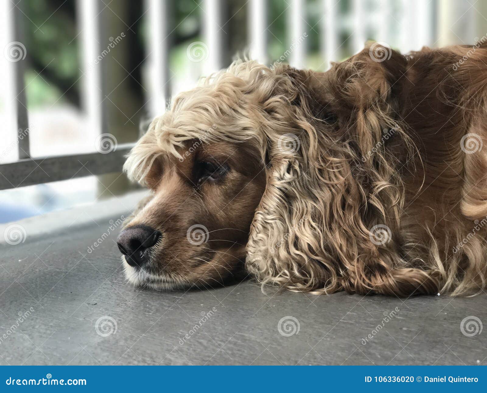 Pets stock photo. Image of spaniel, carnivoran, snout - 106336020