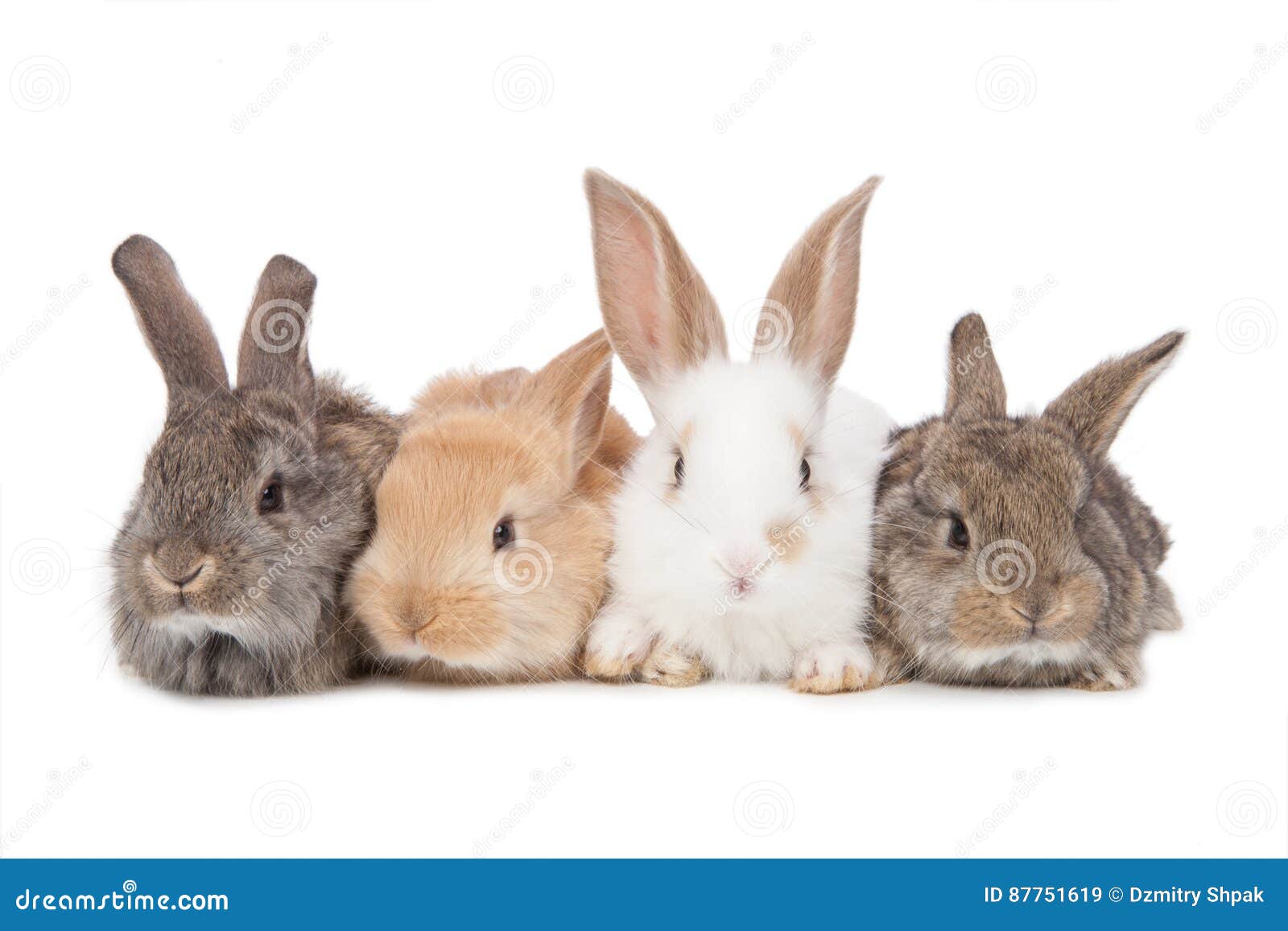 Pets. Four Of The Rabbit Isolated On White Background Stock Image ...