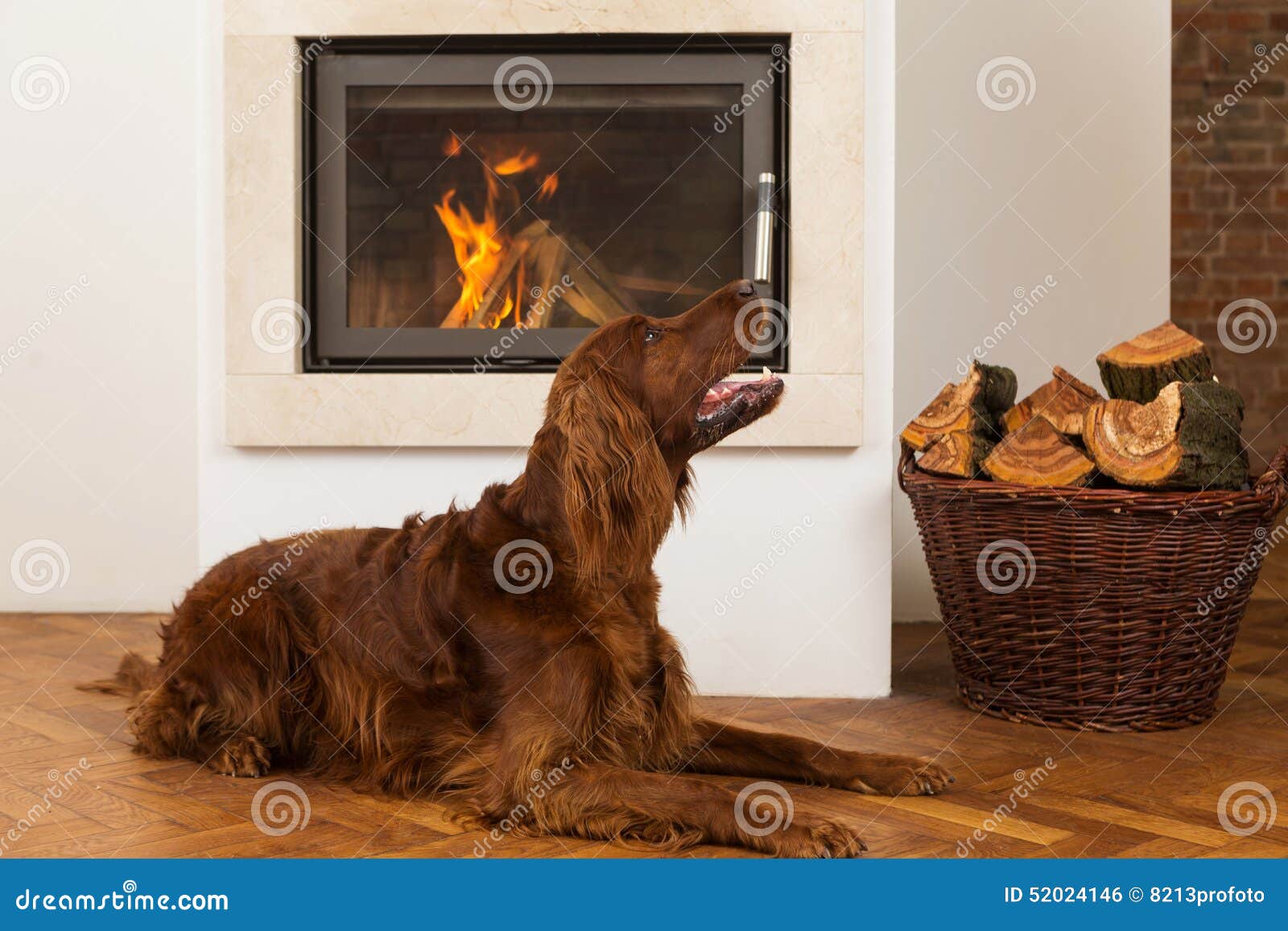 Pets in front of fireplace stock photo. Image of black - 52024146