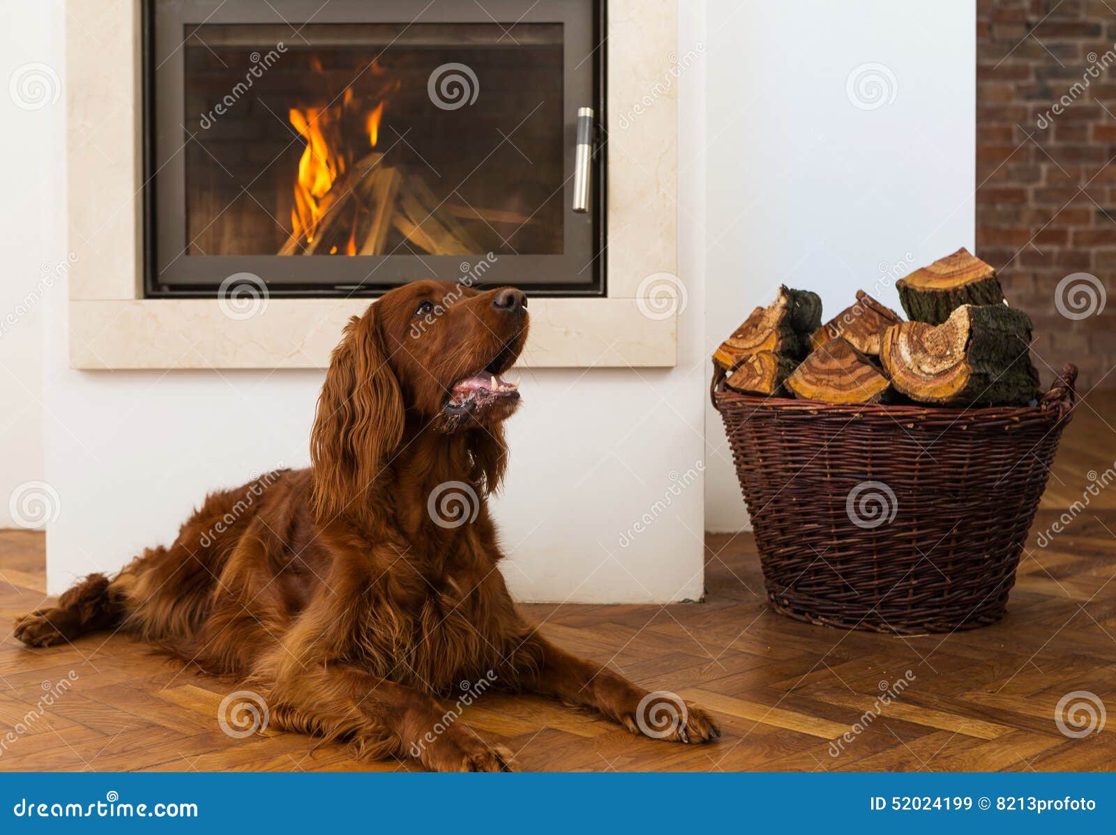 Pets in front of fireplace stock image. Image of fireplace - 52024199