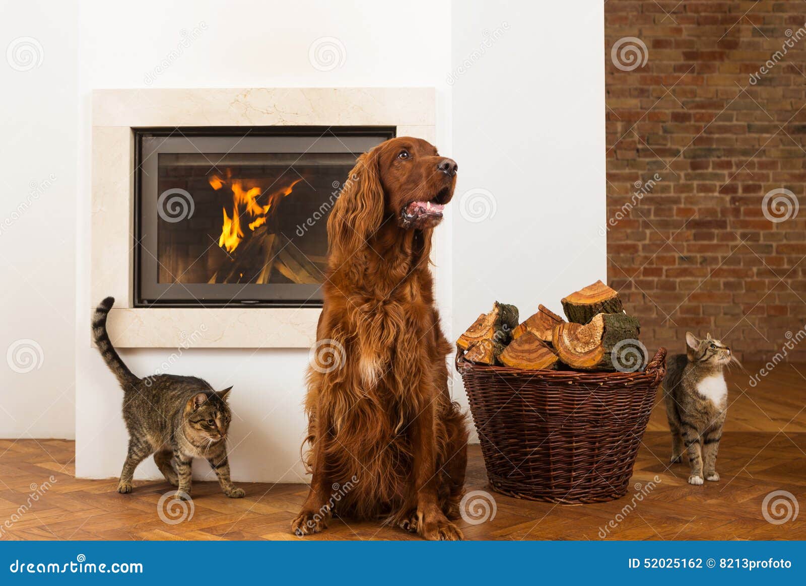 Pets in front of fireplace stock photo. Image of black - 52025162