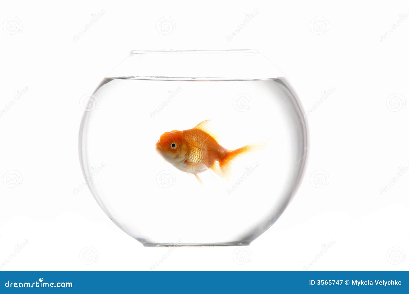 Pets goldfish stock image. Image of drink, cute, ecology - 3565747
