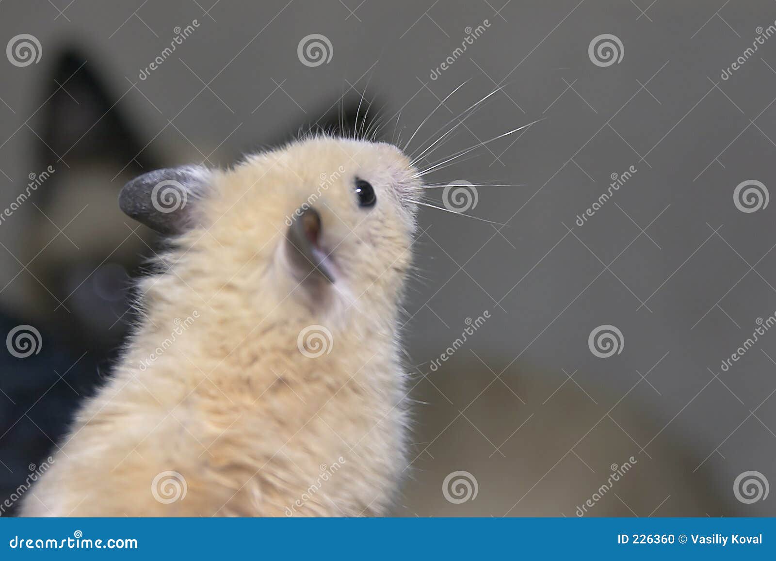 Pets - hamster and cat stock photo. Image of closeup, rodents - 226360