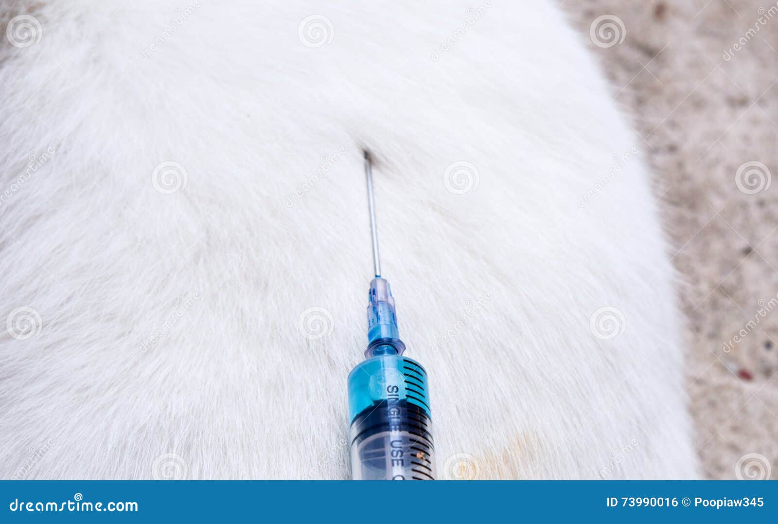 Pets and Injection Syringe with Vaccine Stock Photo - Image of doctor ...