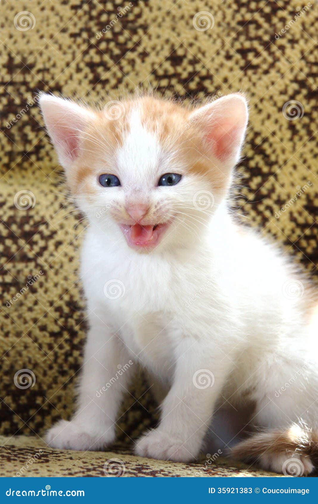 Pets kittens meow stock image. Image of feline, humor - 35921383