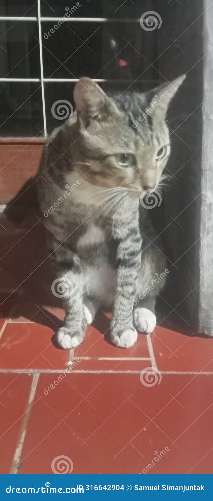 Pets Left Behind Their Masters Stock Photo - Image of pets, masters ...