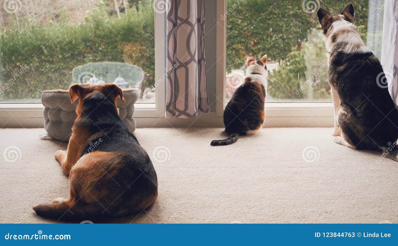 3 pets looking out stock image. Image of windows, pets - 123844763